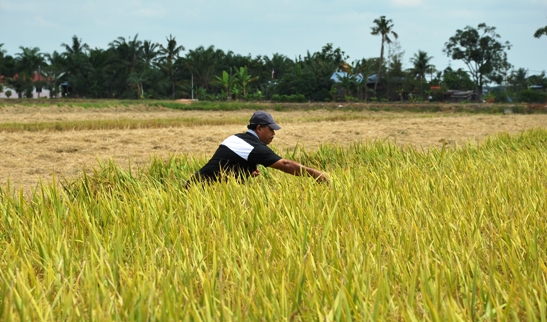 Kenaikan Harga Lantai Padi Serlah Komitmen Kerajaan Bela Nasib Pesawah | The Rakyat insight